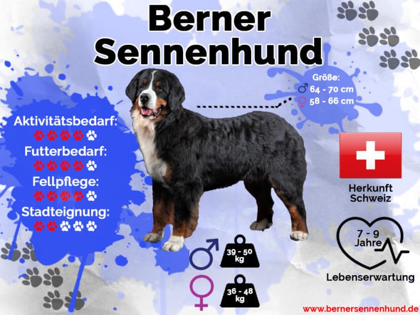 Der Berner Sennenhund - BernerSennenhund.de