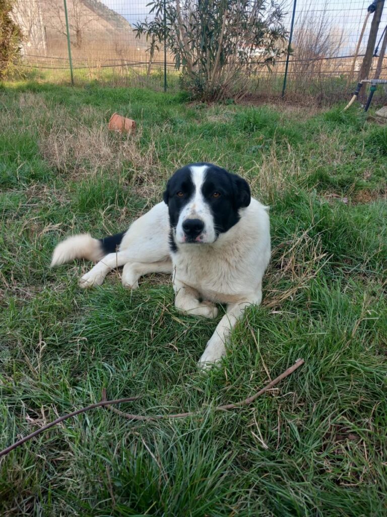 Berner Sennenhund Mix, Mischling und Hybride - BernerSennenhund.de