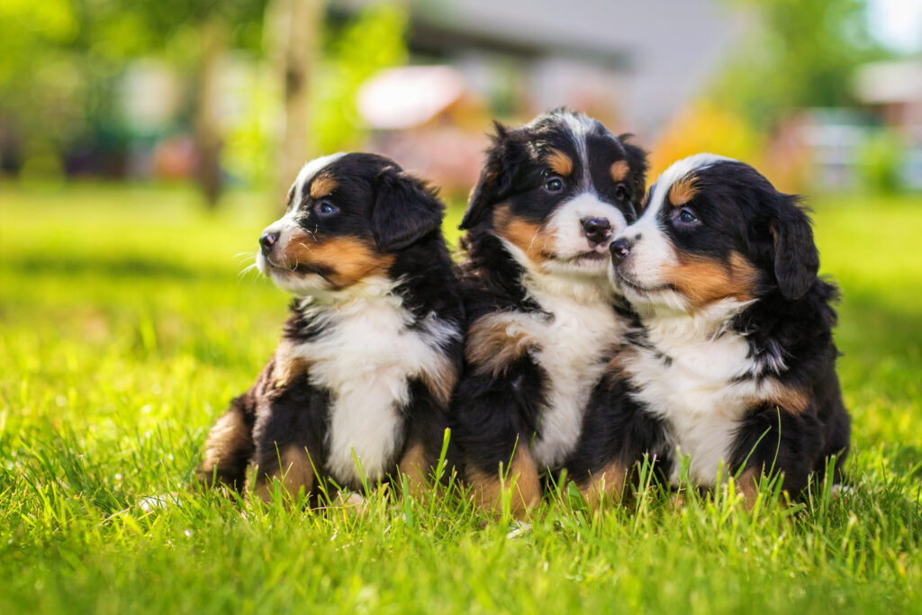 Berner Sennenhund Mix, Mischling und Hybride - BernerSennenhund.de